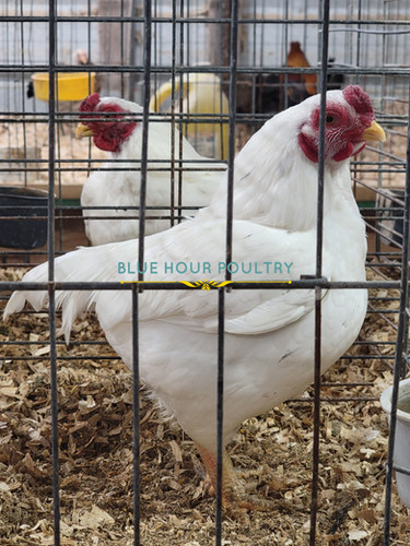 White Cornish Bantam Trio | Blue Hour Poultry