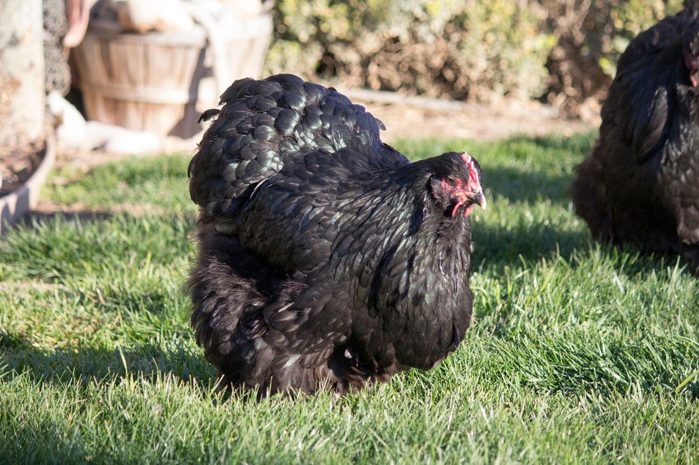 Four Pillars of Cochin Color