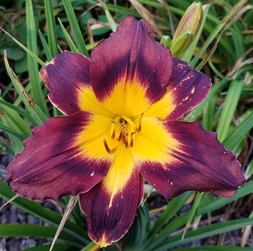 Midnight Gunfight (Sherrill, 2013) | My Site