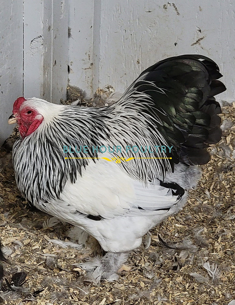 The Small & Stylish Brahma Bantam