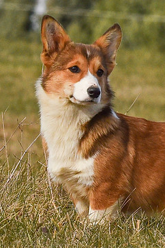 OUR CORGIS | Berry Hill Corgis