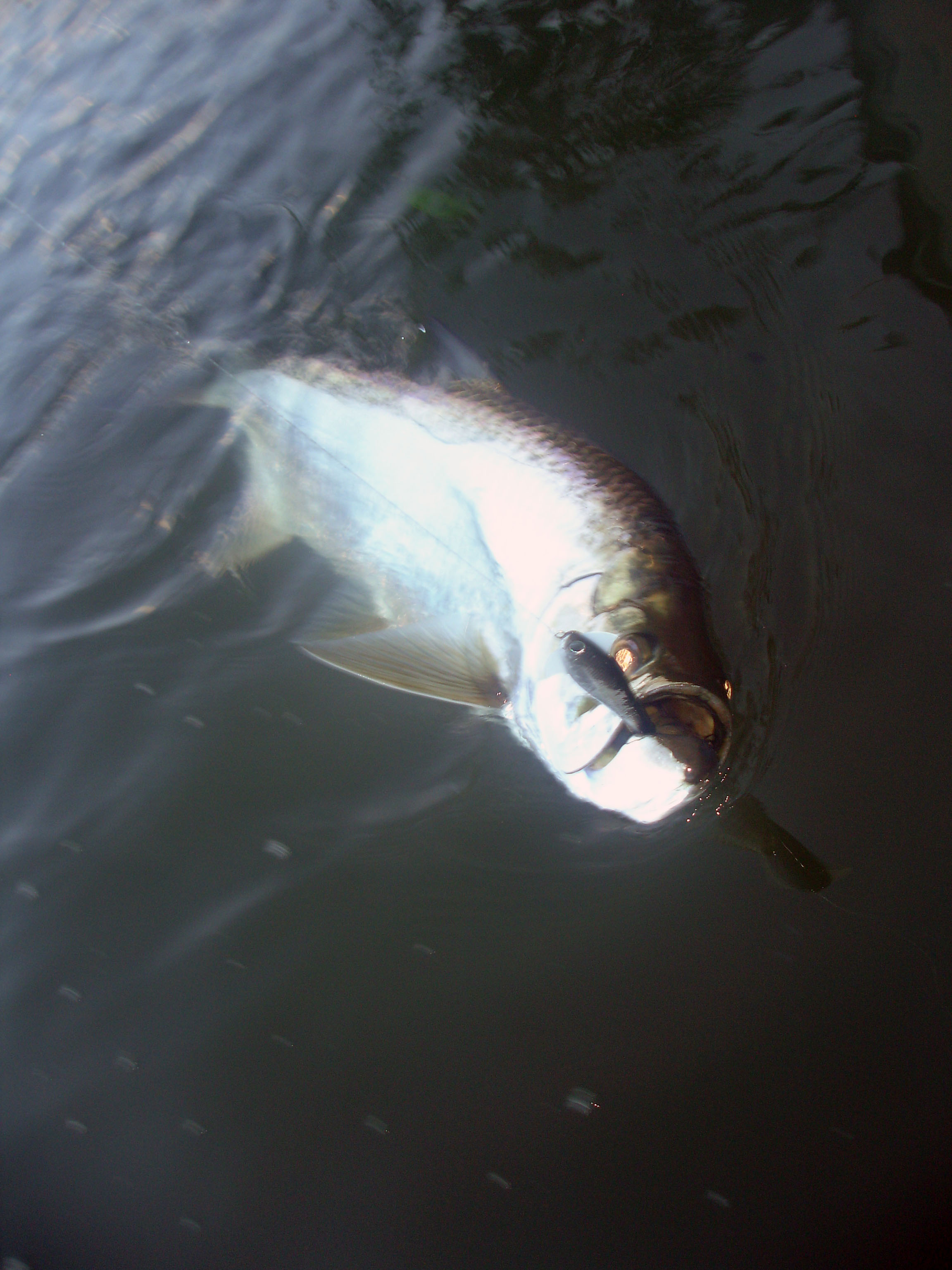 TARPON FISHING PUERTO RICO