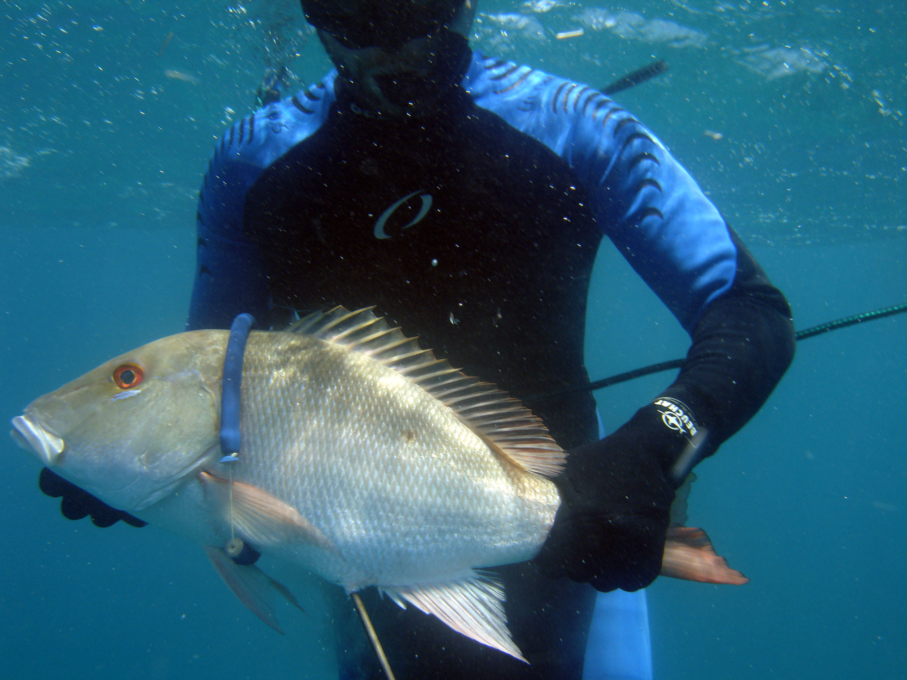 Spearfishing Puerto Rico