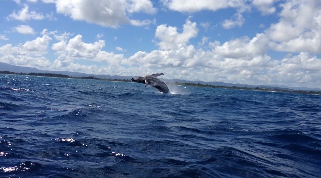 whale puerto rico