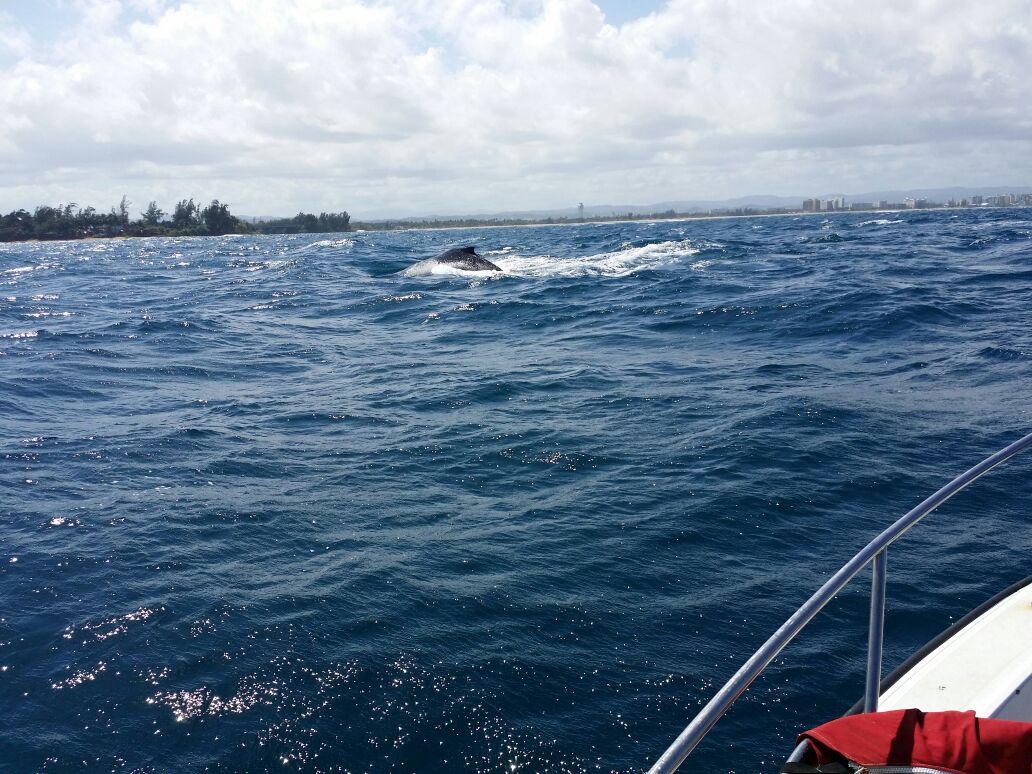 whale puerto rico