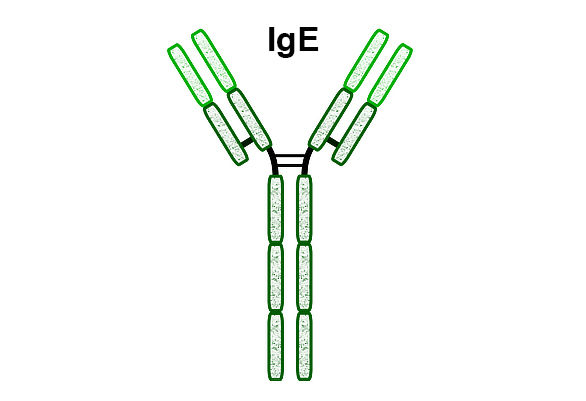 Elevated Immunoglobulin E (IgE) Levels