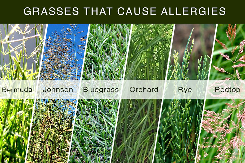Grass Pollen: 2nd Stage of Allergy Season