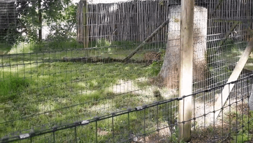Marwell Zoo: Quadruped Animals