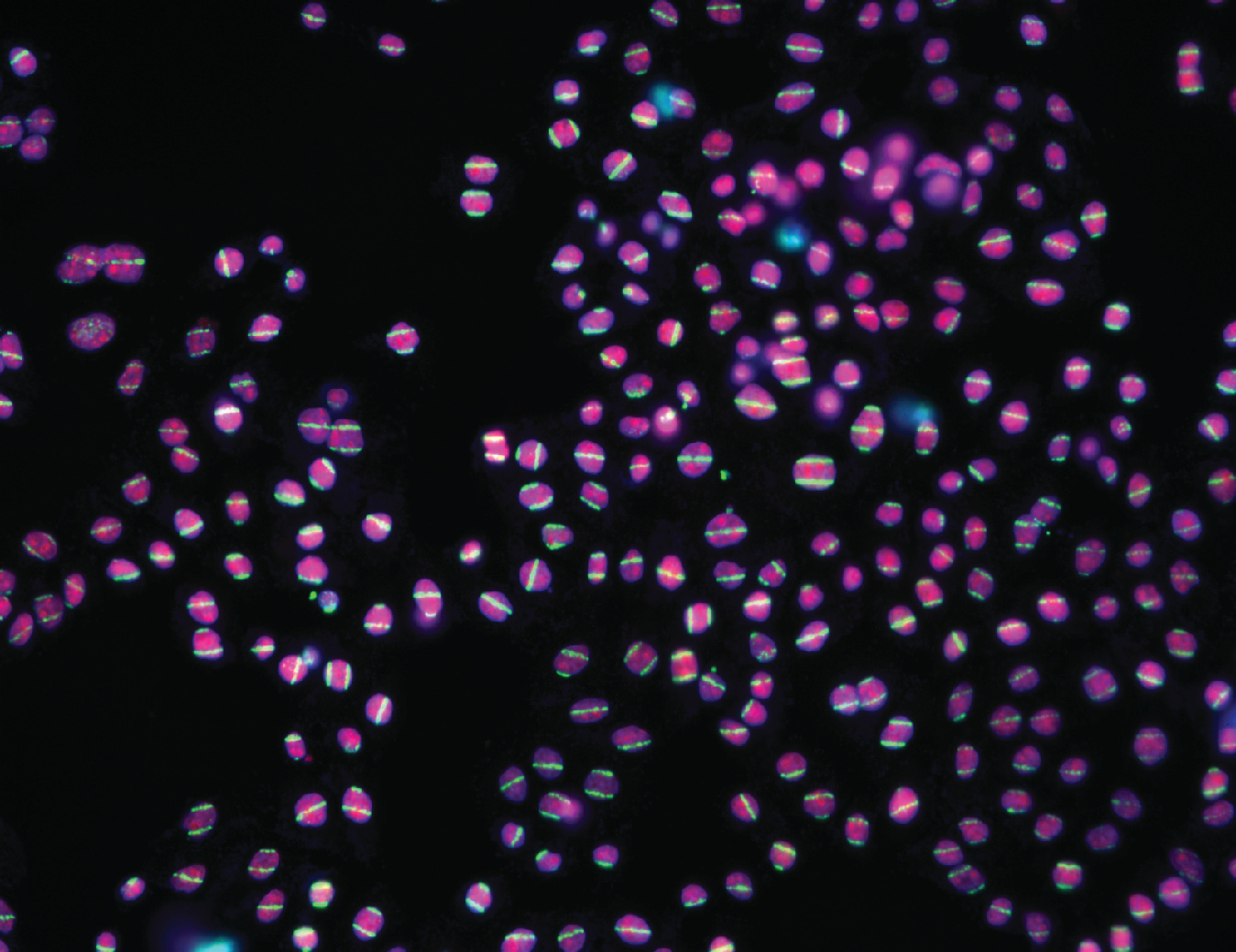 Michael Huen Laboratory | The University of Hong Kong