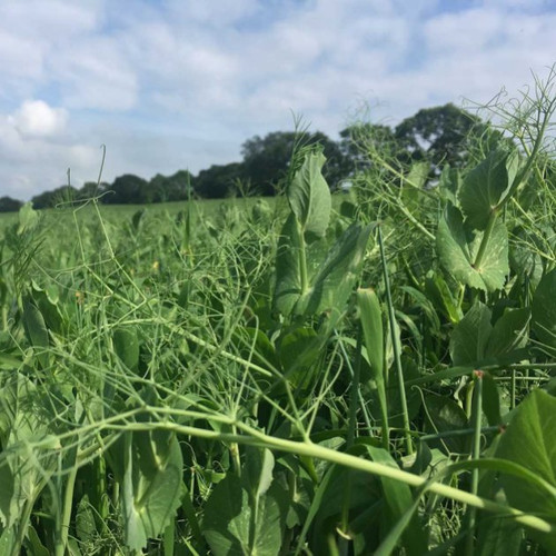 Pea/Barley Mixture | Limitless Property M