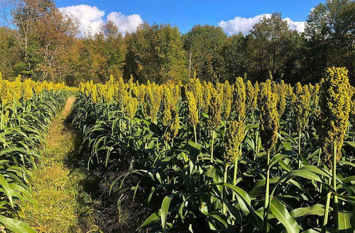 WGF Sorghum | Limitless Property M