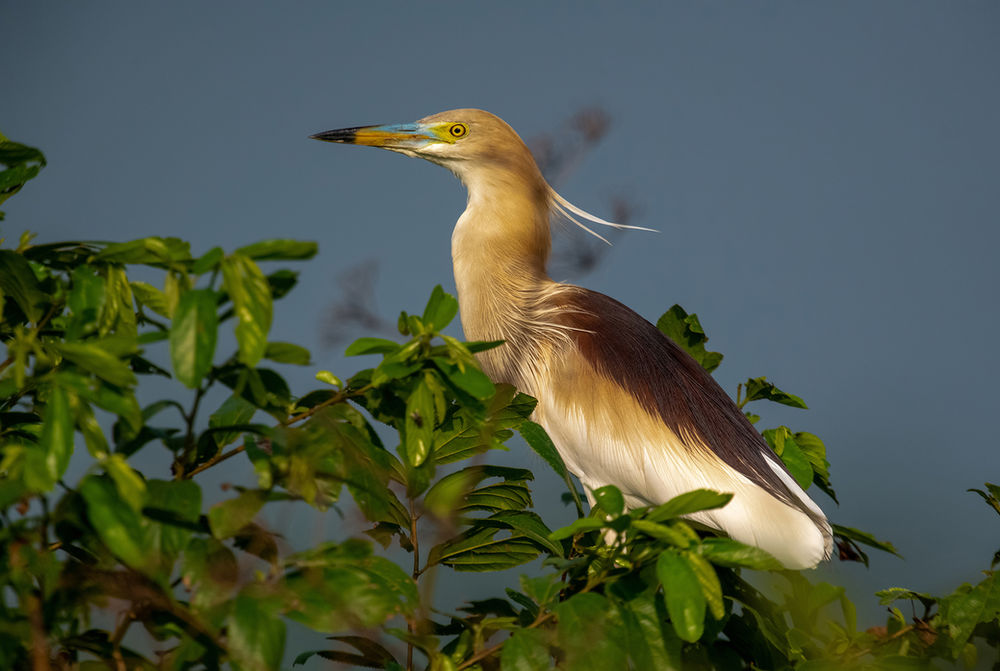 The Urban Heronries - Woe or Blessing?