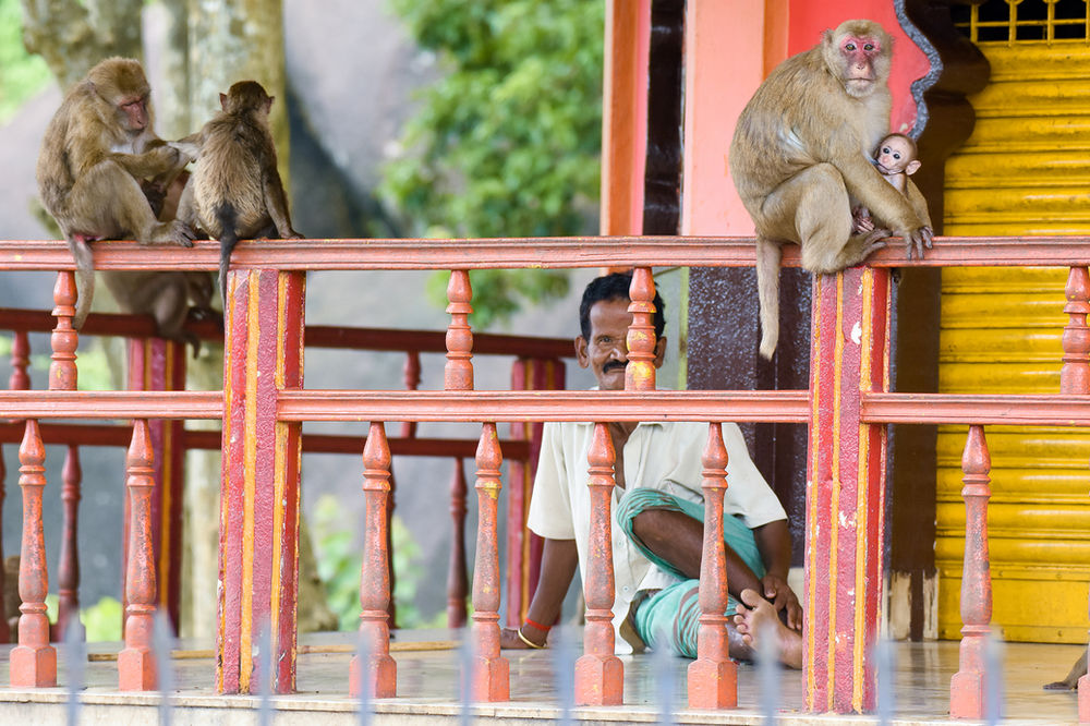The Temple Macaques of Tukreswari