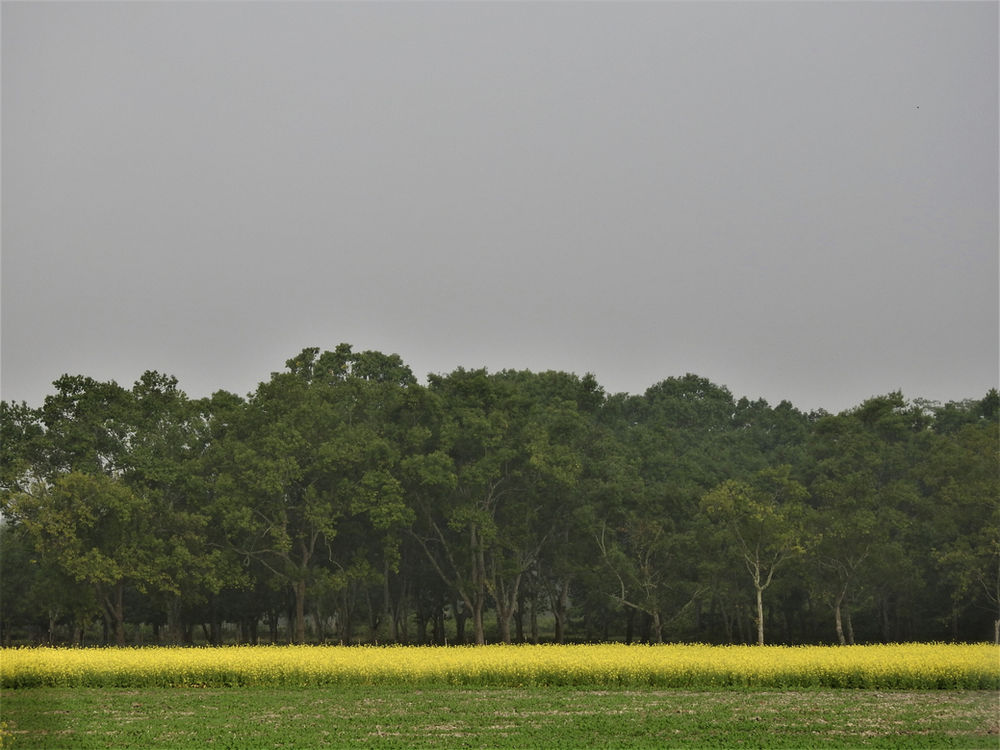 Conserve the Forests to Preserve the Cultural Heritage of Assam