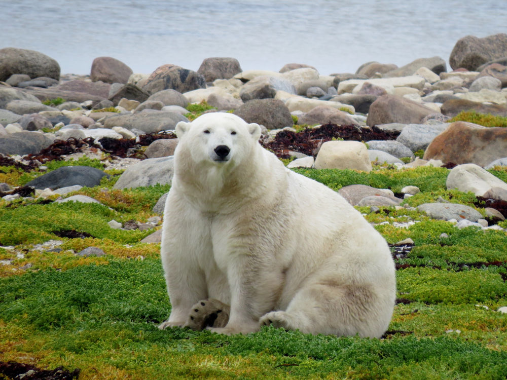 Living on the Edge: Biodiversity of the Polar Regions