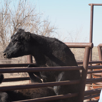 Home | Mallet Ranch Managem