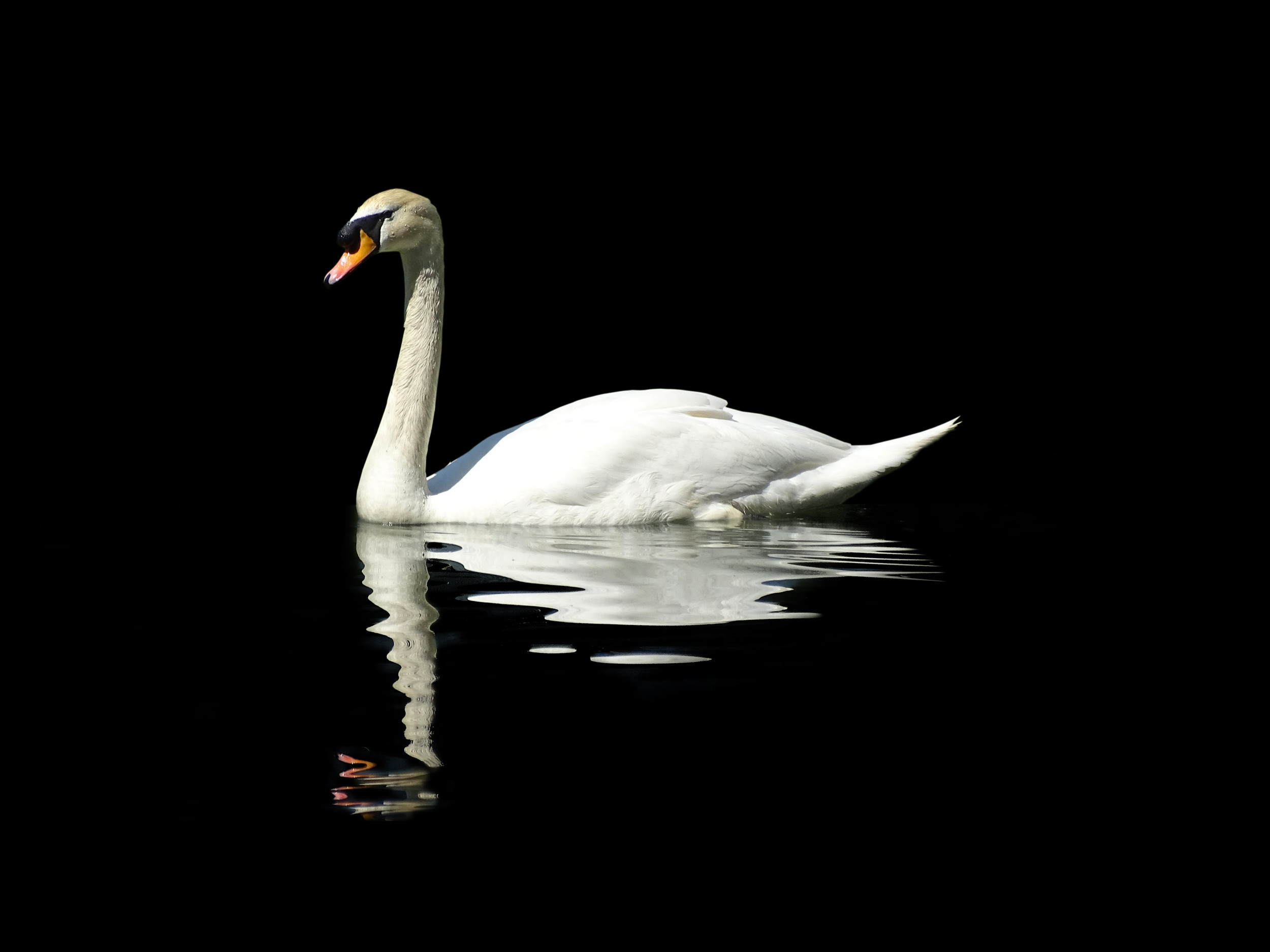 Nature and wildlife photography | Phillip Power Photography