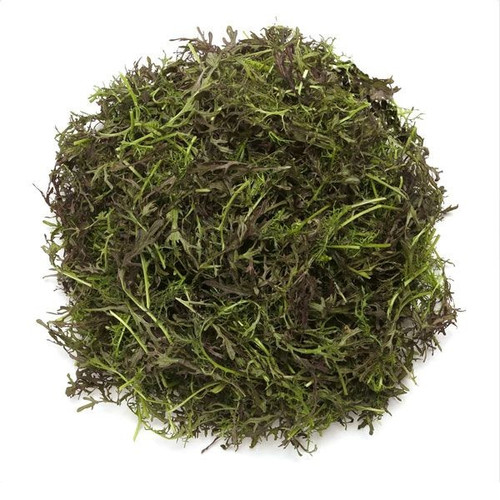 Greens (Baby Red Frilly Mustard) | MelissasFoodService