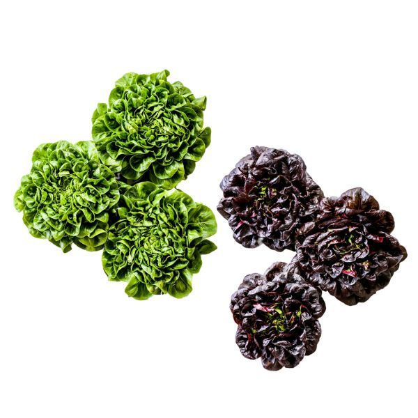 Lettuce (Baby Butter Cakes™) | MelissasFoodService