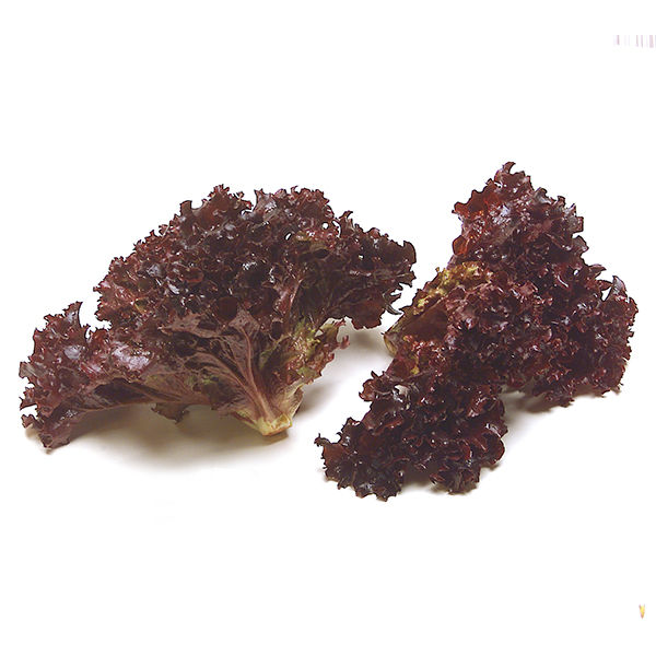 Baby Lettuce (Oakleaf, Red) | MelissasFoodService