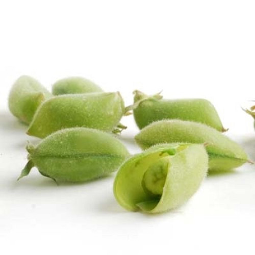 Beans (Garbanzo, Fresh in the Shell) | MelissasFoodService