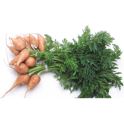 Baby Carrots (Thumbelina) | MelissasFoodService