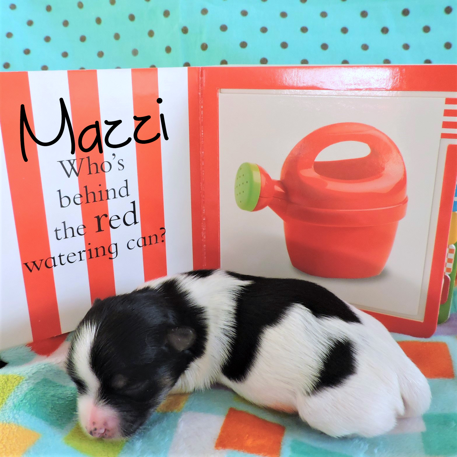 Available puppies | Sunny South Puppies