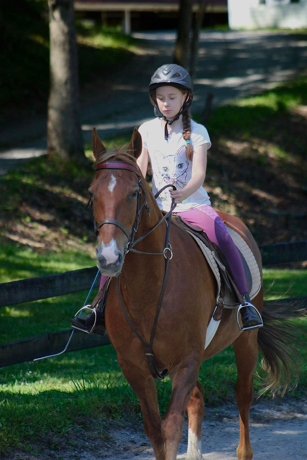 Training & Lessons | Meadow Wood Stables