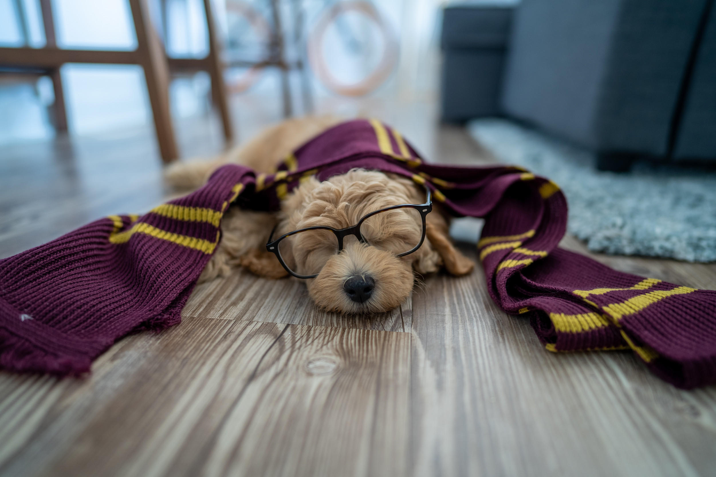 Raising Harry Pupper | Dog Owner Tips
