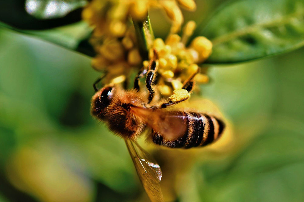 BIENENGIFT: Wusstest Du, dass es heilsam sein kann und bei Therapien ...