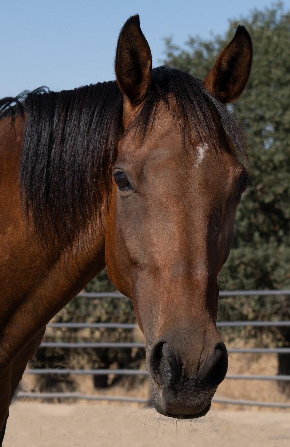 Companion Horse's Profiles