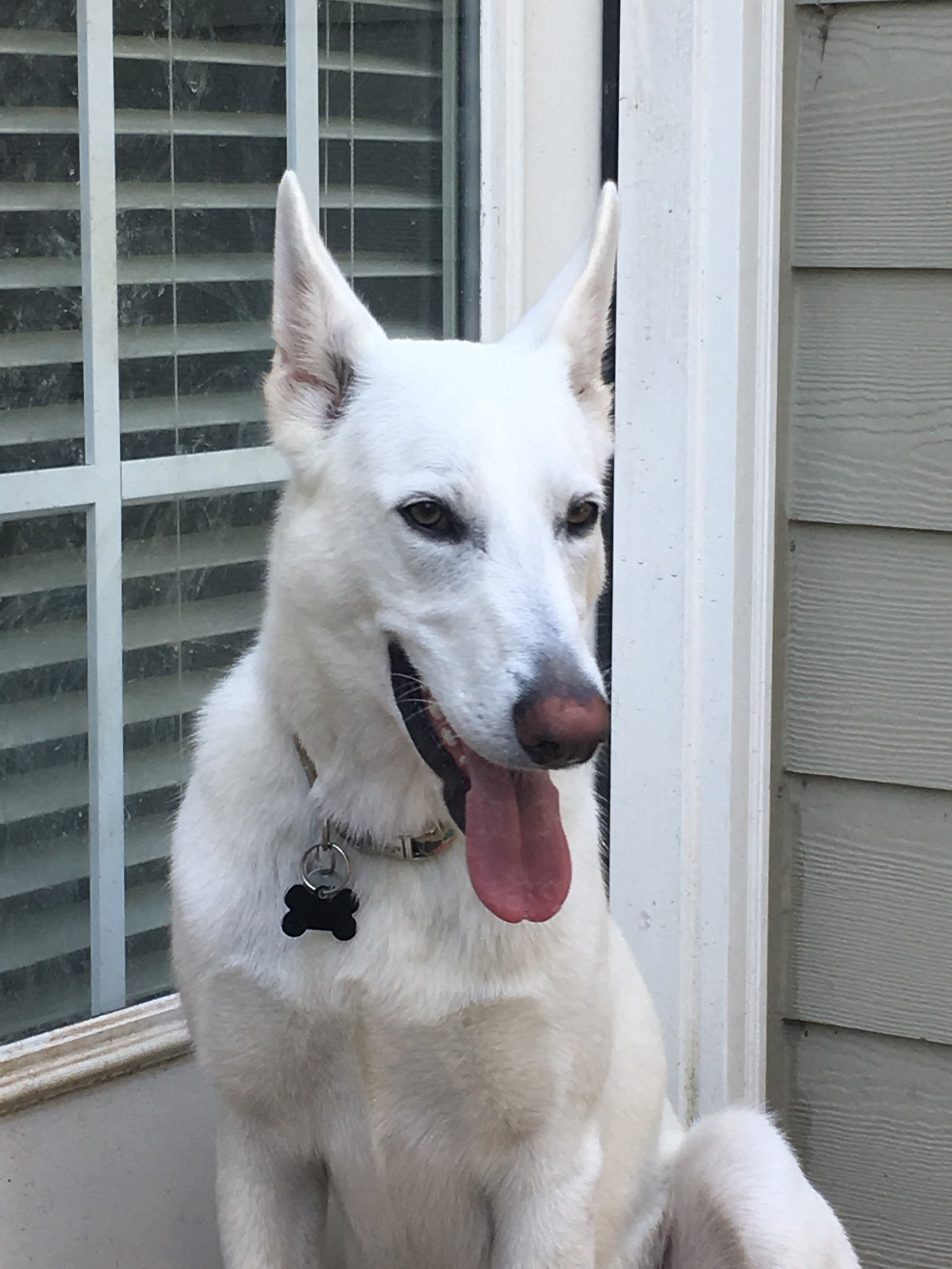 Echo Dogs White Shepherd Rescue