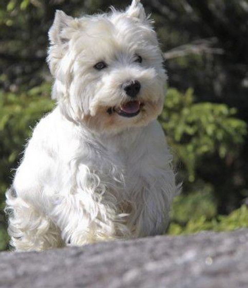 West Highland Terrier | Westie éleveuse selectif Québec