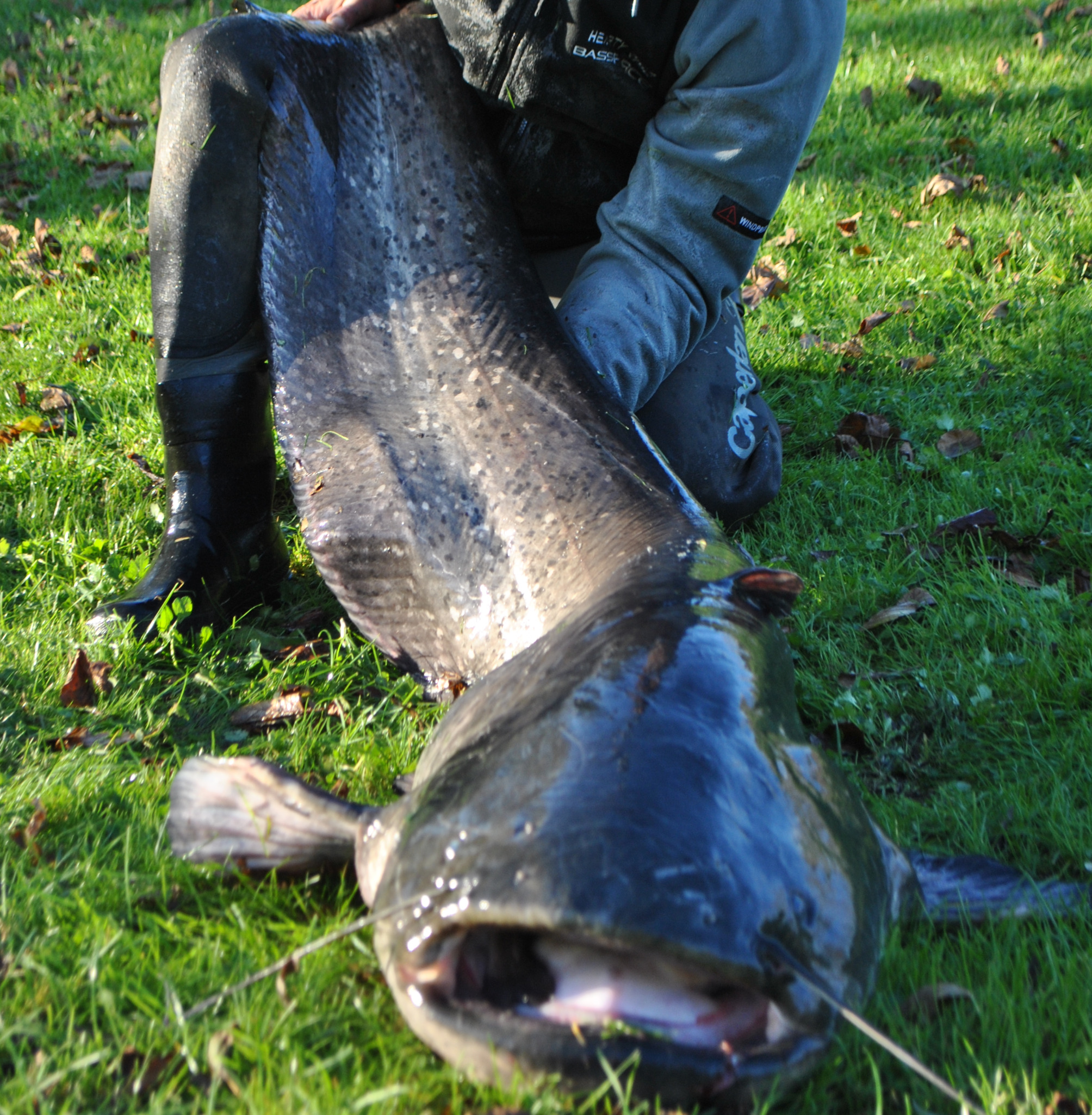 Pêche du Silure Glane | Moniteur Guide de Pêche | fishing-aventure