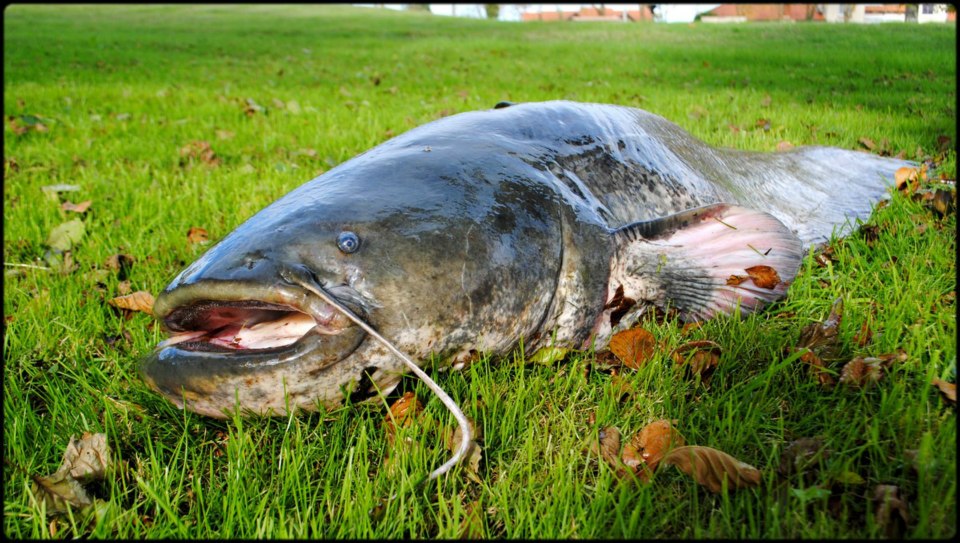 Pêche du Silure Glane | Moniteur Guide de Pêche | fishing-aventure