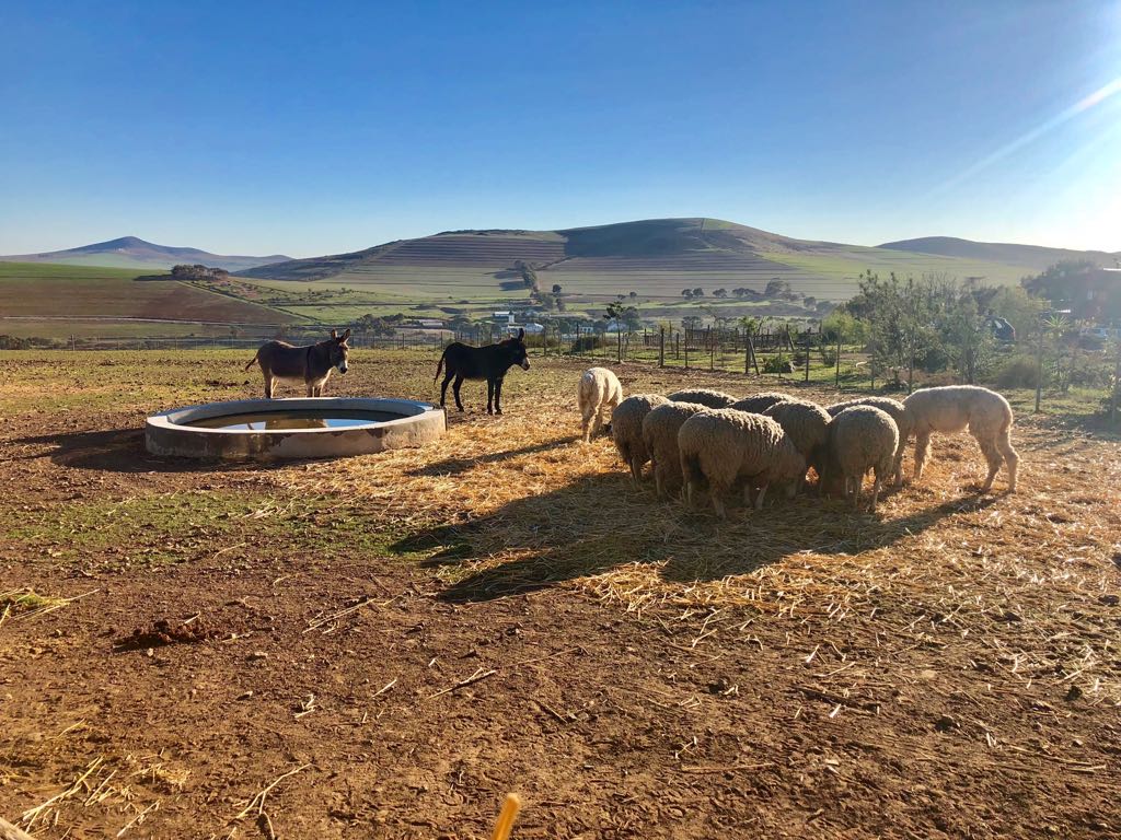 Fresh organic fruit and vegetables | Anna Beulah Farm | Cape Town