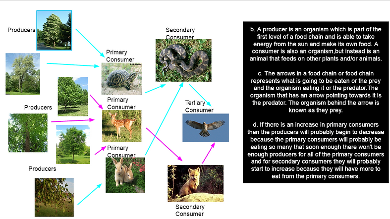 Texas Plains & Grasslands | biomes