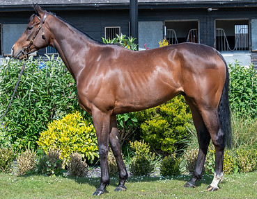 Horses In Training | james-owen-racing