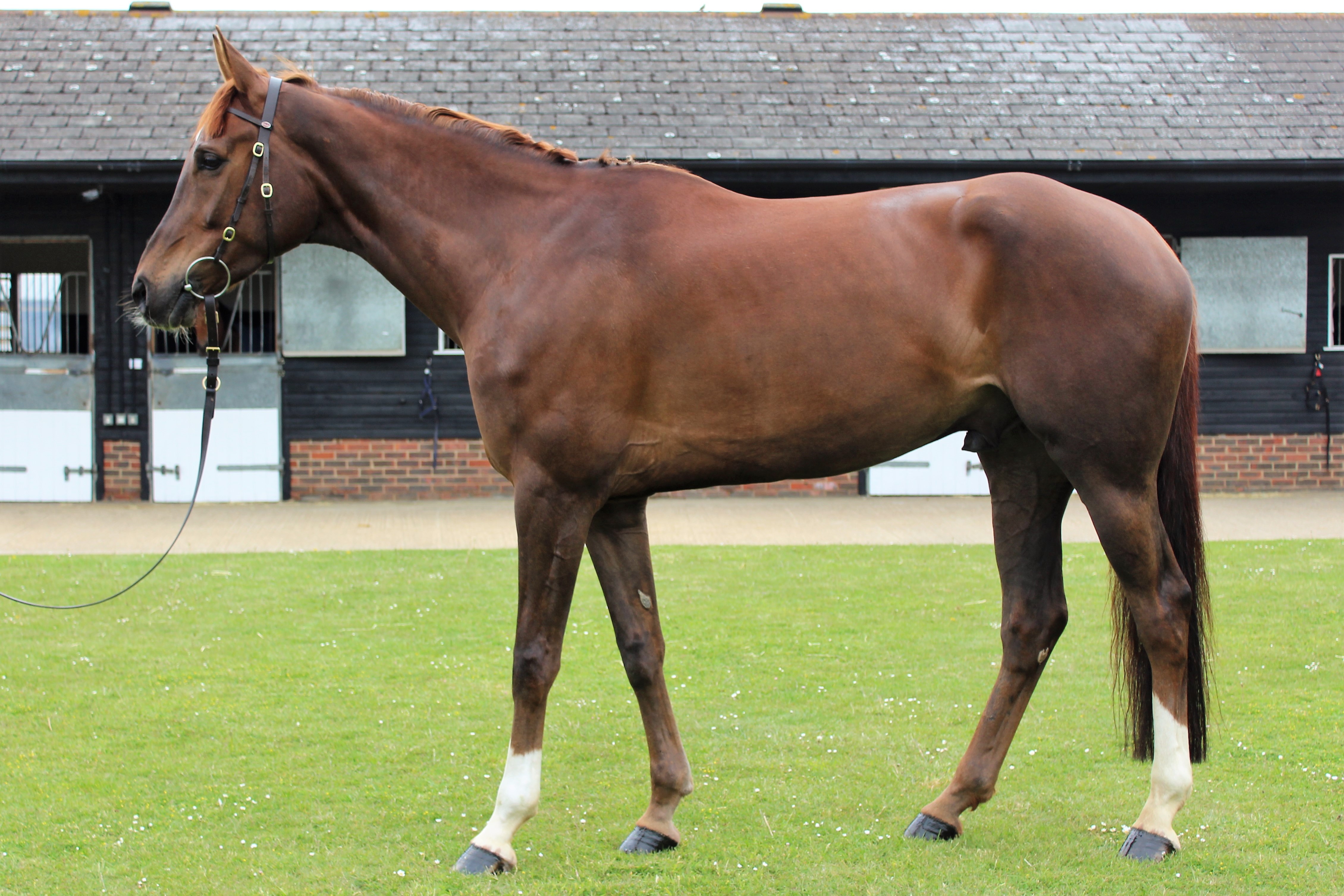 James Owen Racing | Newmarket | Suffolk