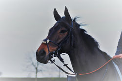 James Owen Racing | Newmarket | Suffolk