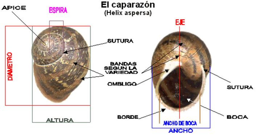 Morfología externa: La concha