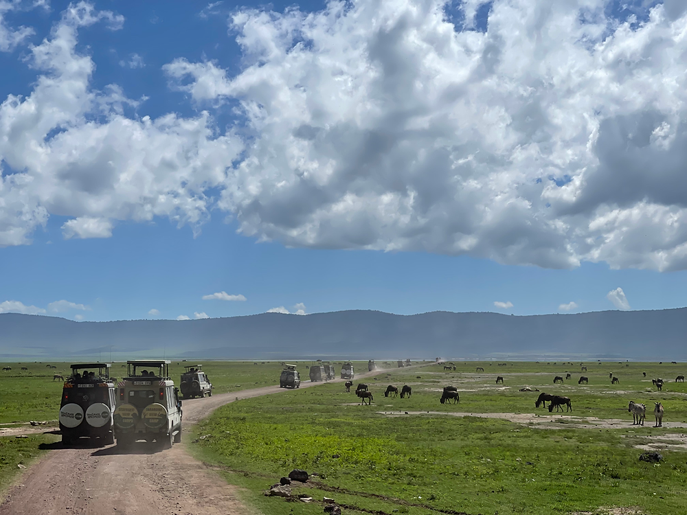 The problem with poaching, explained