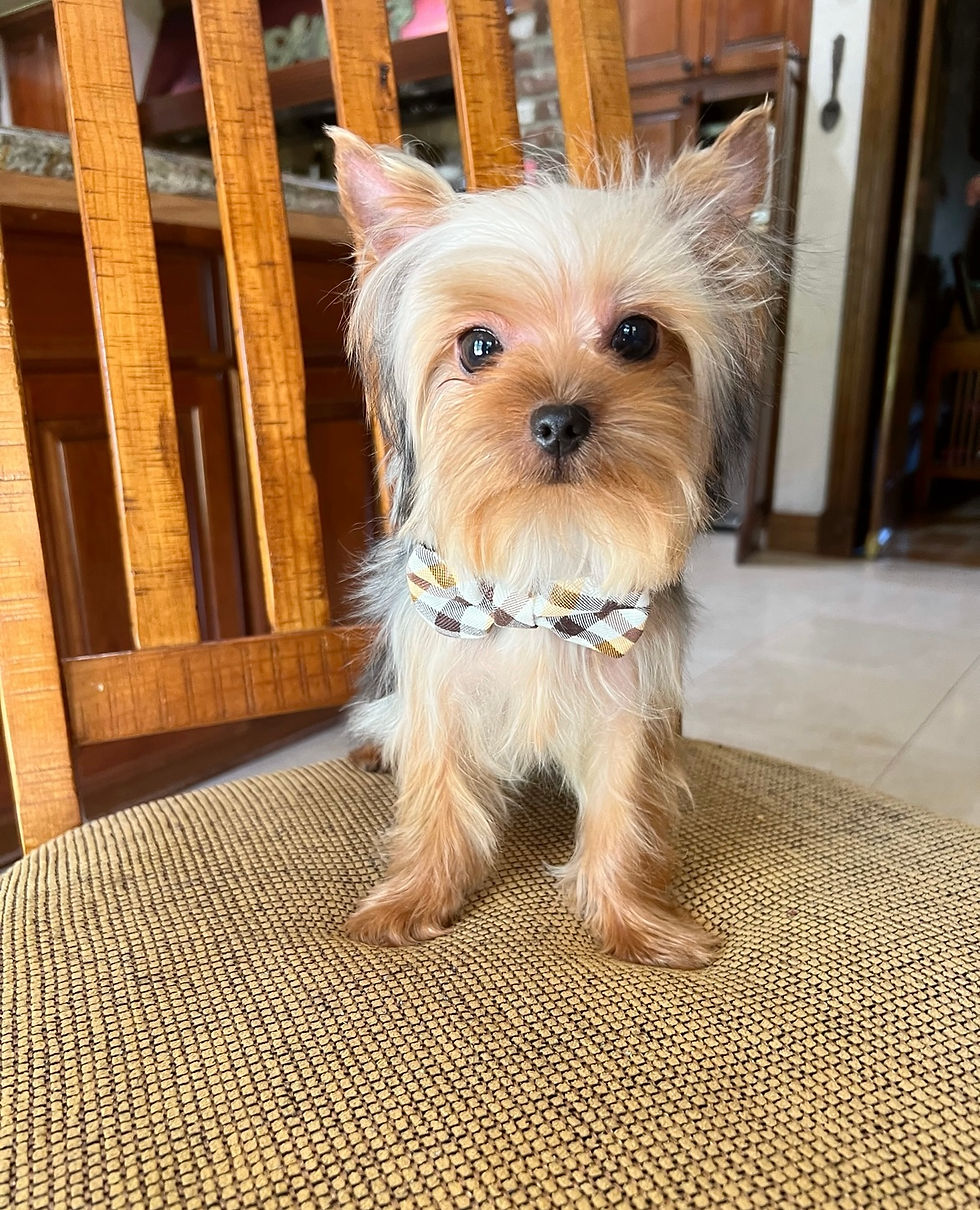 My Itty Bitty Yorkies - Baby yorkies for sale