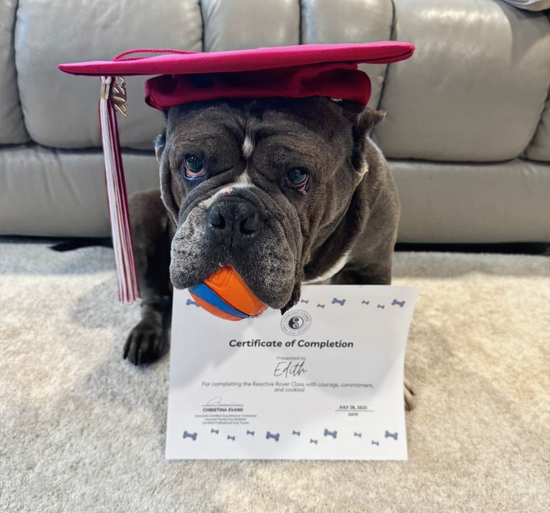 Group Class | Cohesive Canine LLC