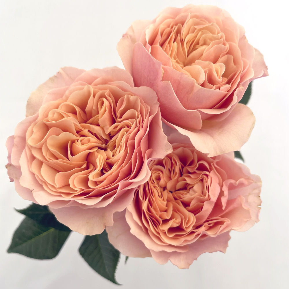 Alexandra Farms Introduces New Garden Rose Varieties to Our Diverse ...