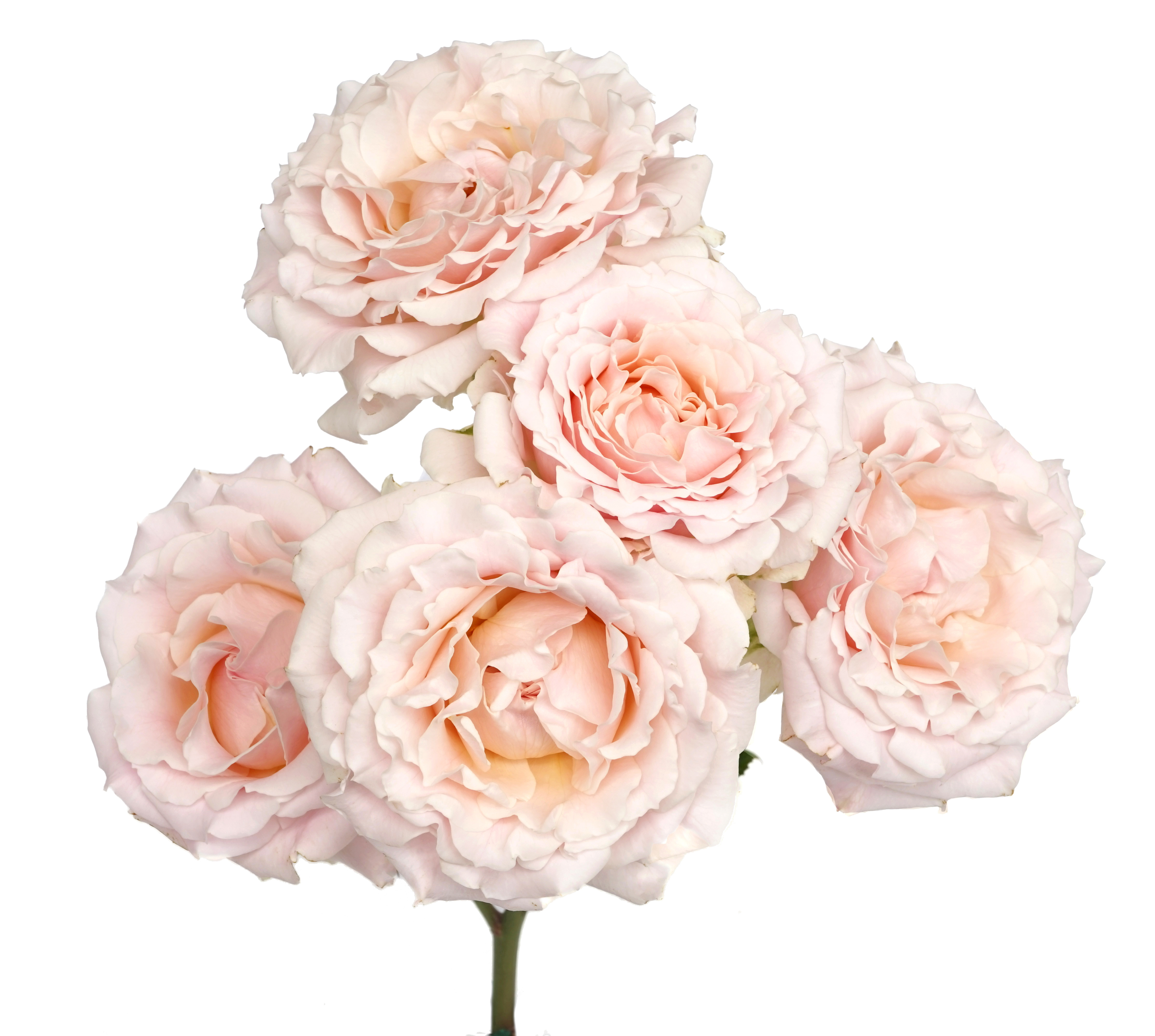 WEDDING ROSEVER® SPR
