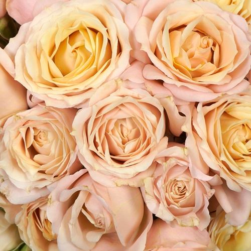 Alexandra Farms Introduces Nine Garden Rose Varieties to Our Diverse ...