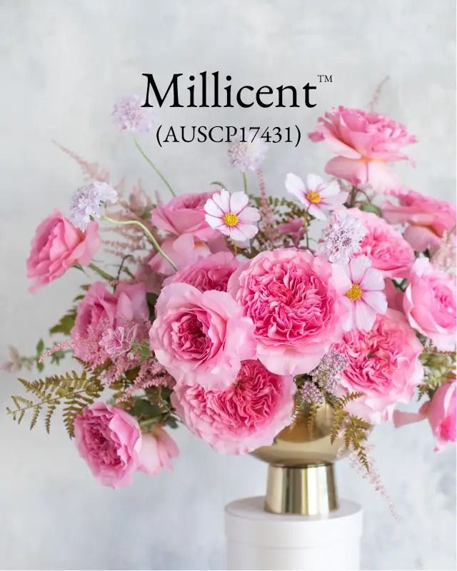 3 New David Austin Varieties And 6 Florists From Around The World