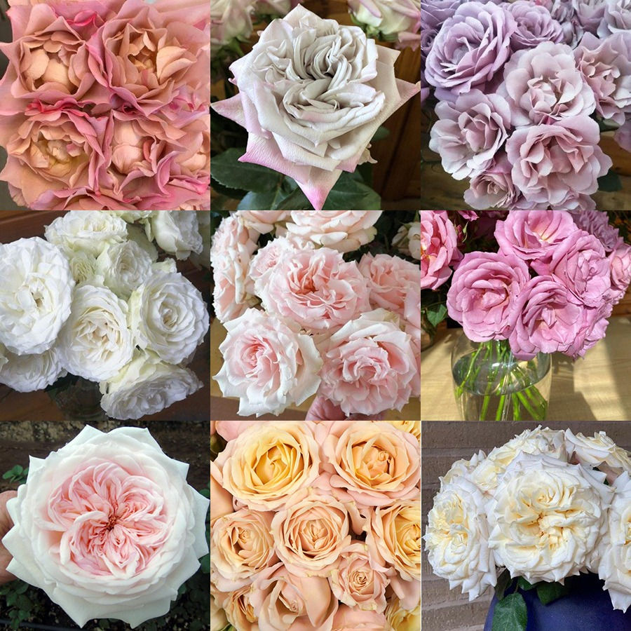Alexandra Farms Introduces Nine Garden Rose Varieties to Our Diverse ...