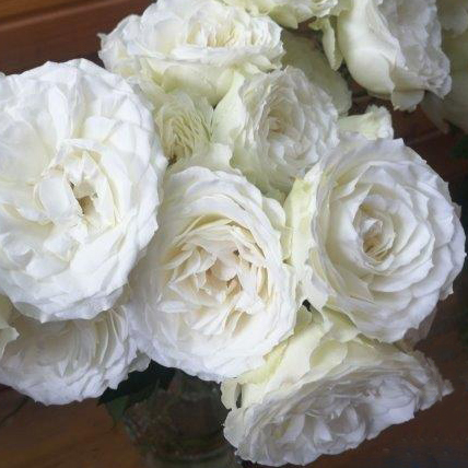 Alexandra Farms Introduces Nine Garden Rose Varieties to Our Diverse ...